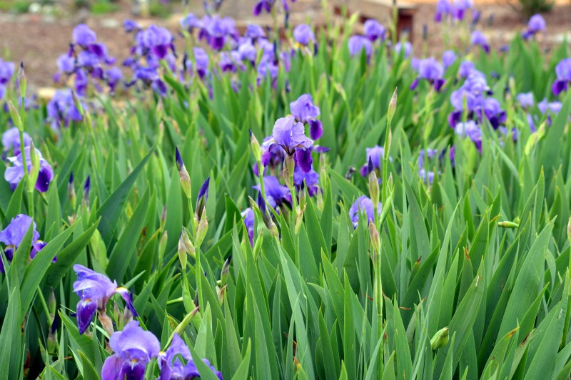 The language of flowers: Iris – Gardens For Goldens