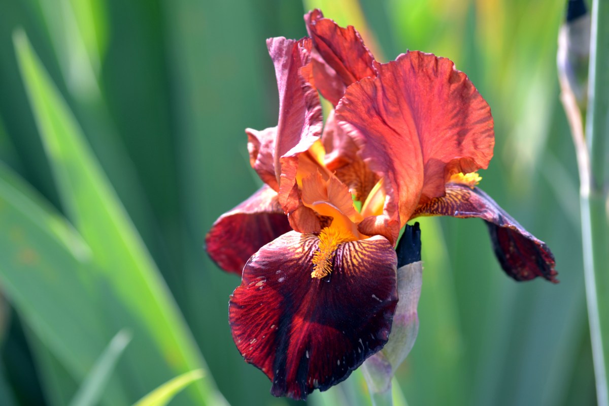 The language of flowers: Iris – Gardens For Goldens