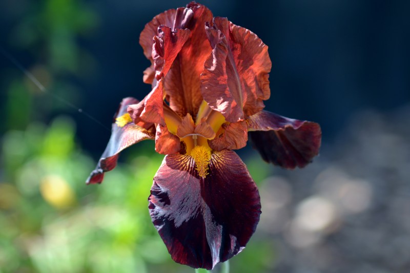 The language of flowers: Iris – Gardens For Goldens