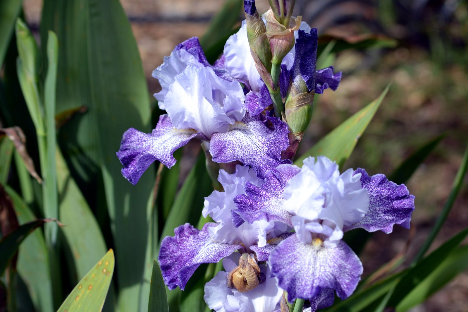 The language of flowers: Iris – Gardens For Goldens