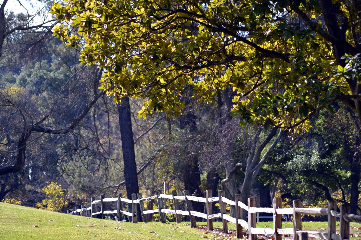 A Wooded View – Gardens For Goldens
