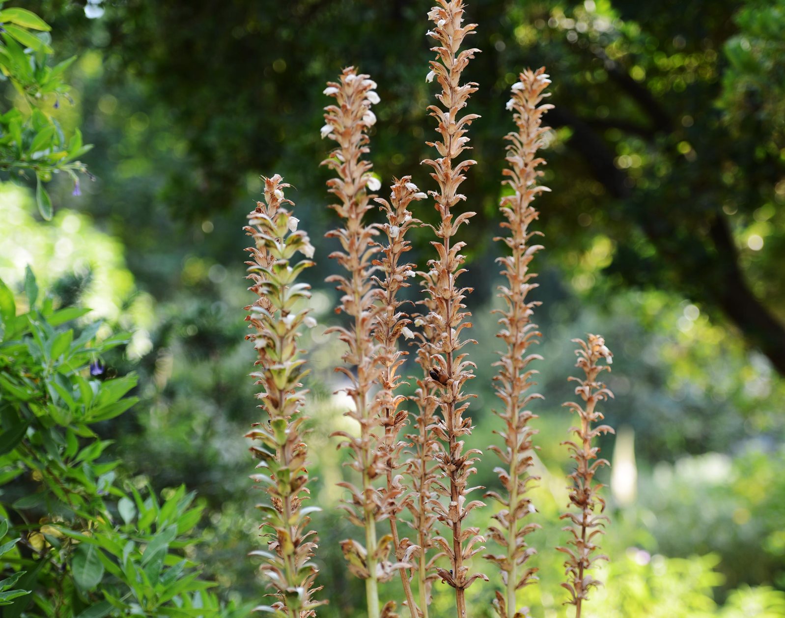 Brown is the New Green – Gardens For Goldens