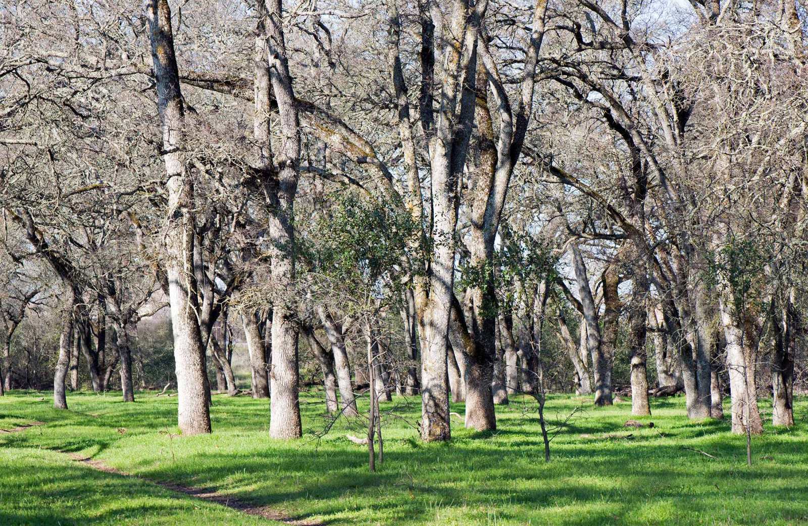 Walk With Me: II – Gardens For Goldens