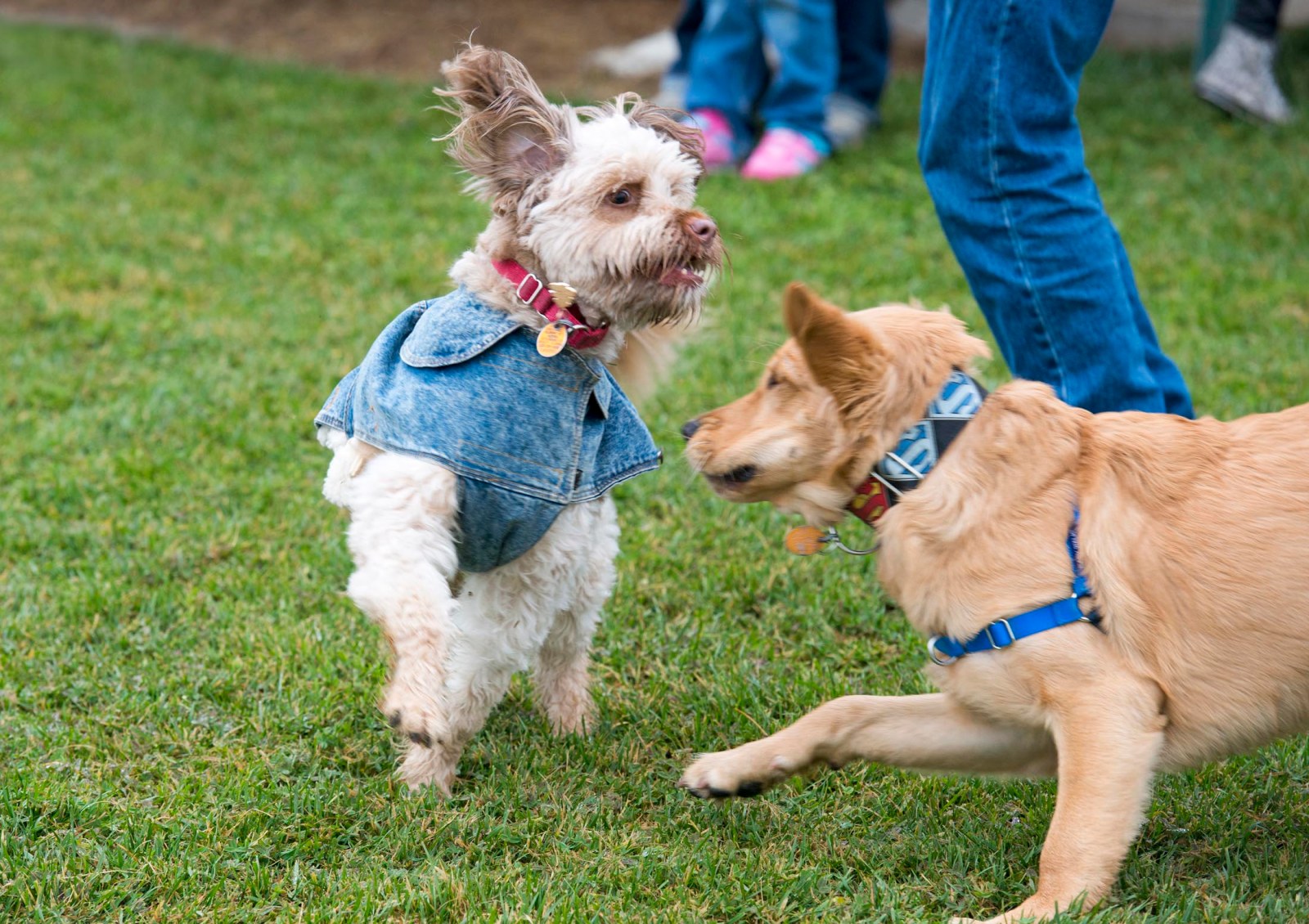 Our Puppy Bowl – Gardens For Goldens