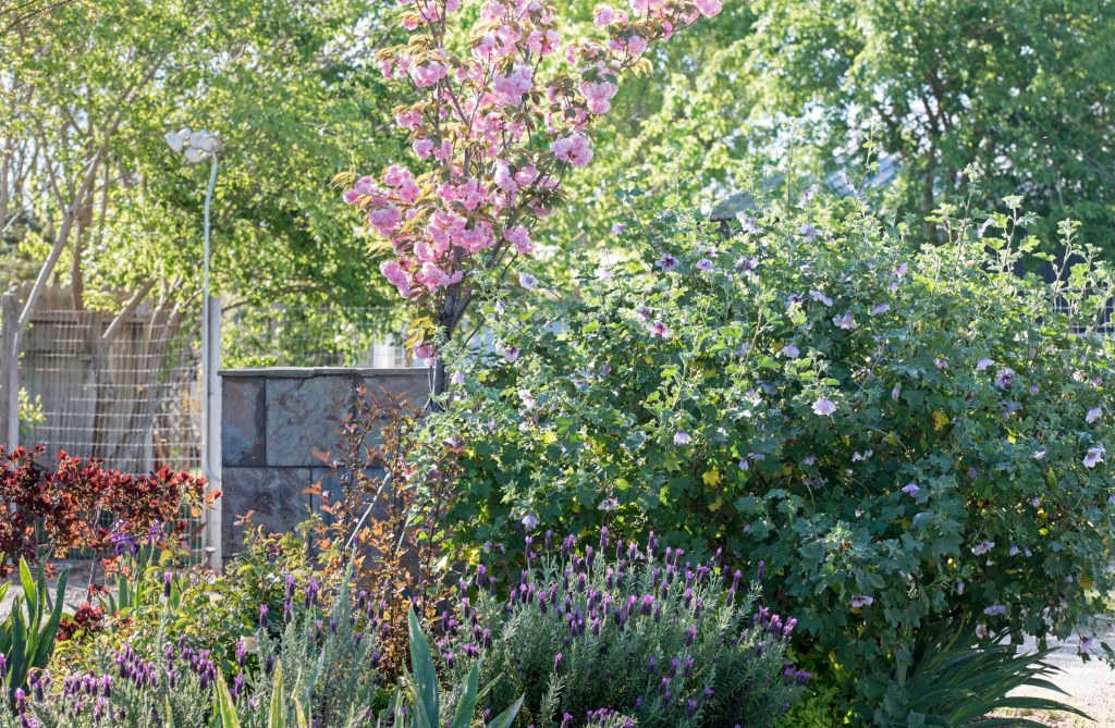 Symphony of Spring – Gardens For Goldens