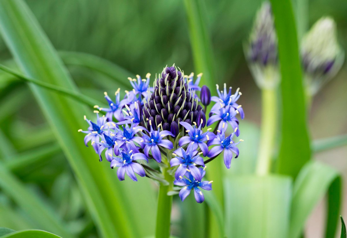 Colored Shapes of Spring – Gardens For Goldens