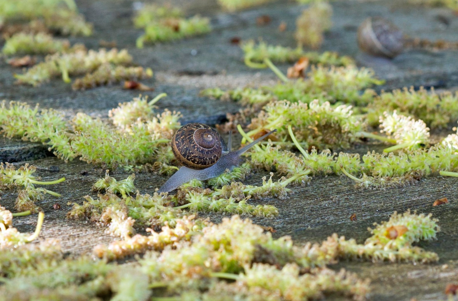 Symphony of Spring – Gardens For Goldens