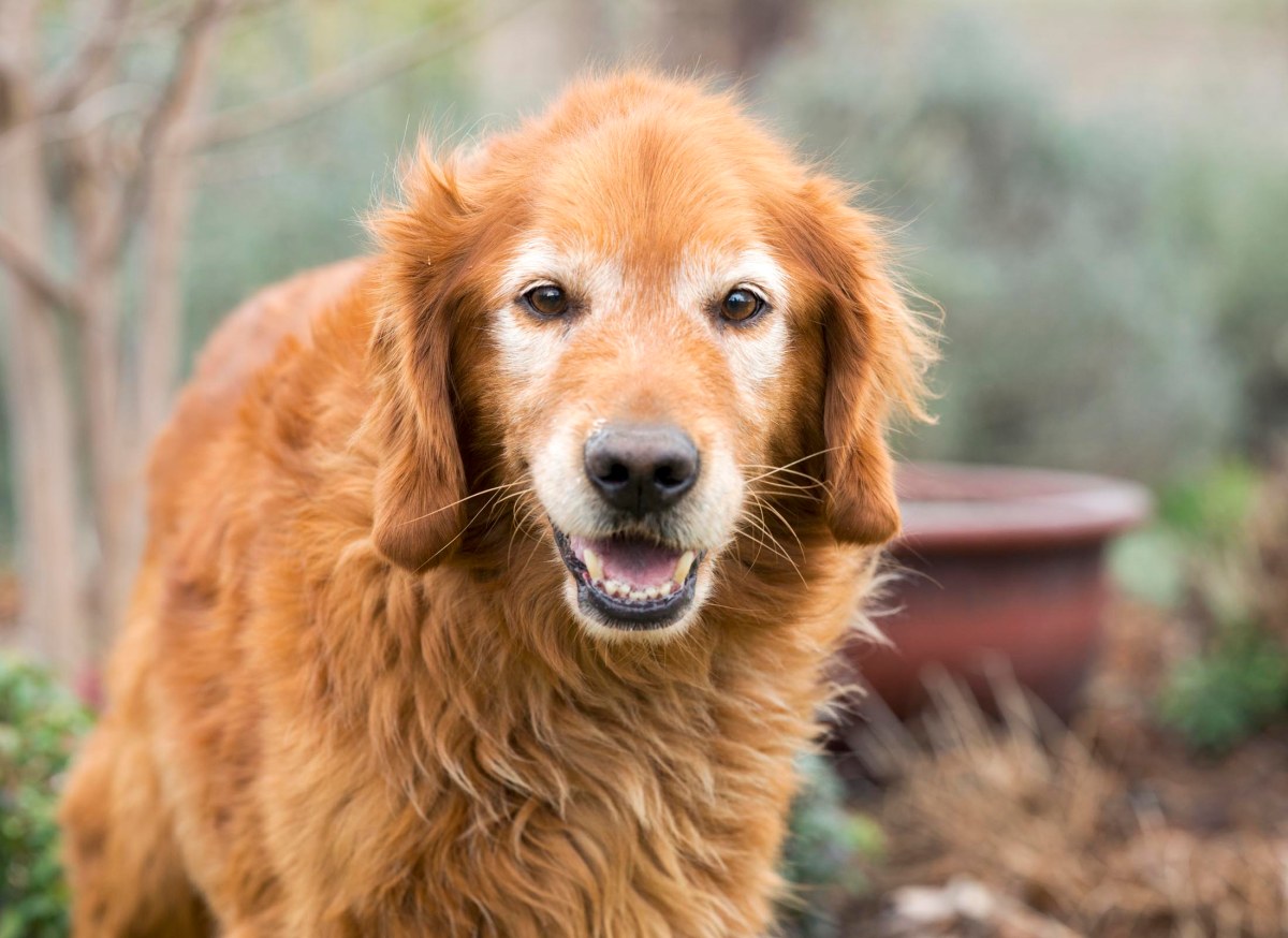 Wordless Wednesday: Benson – Gardens For Goldens