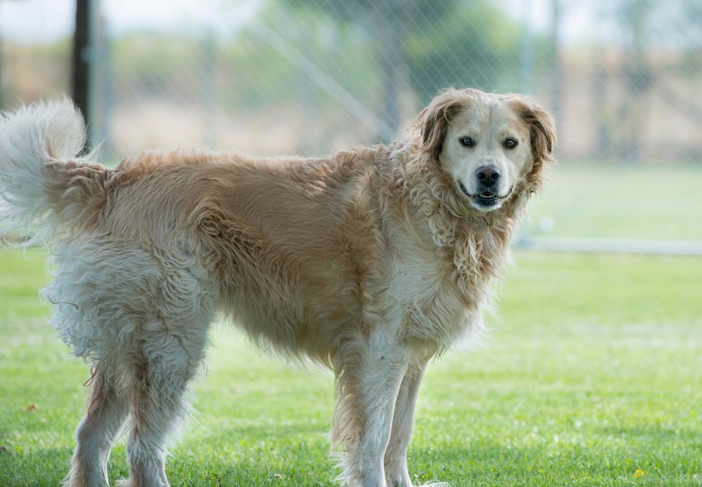 What A Service Dog Deserves – Gardens For Goldens