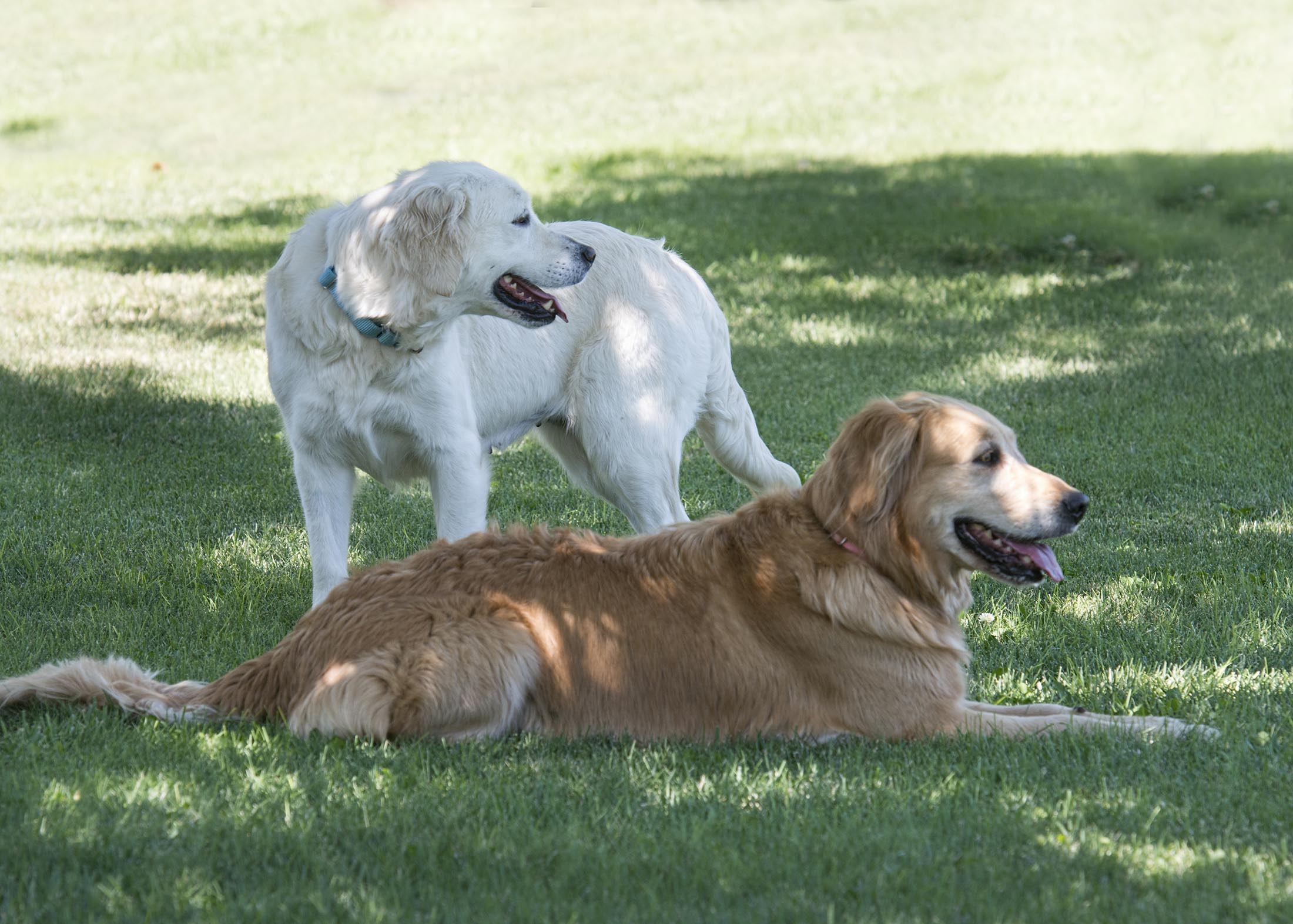 Amelia_Trixie_DSC_3279 – Gardens For Goldens